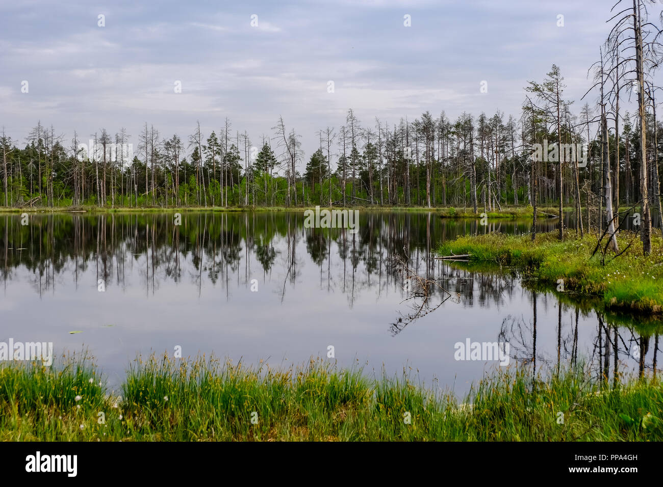 reflections of dead tree trunks in bog water at sunset in swamp area ...