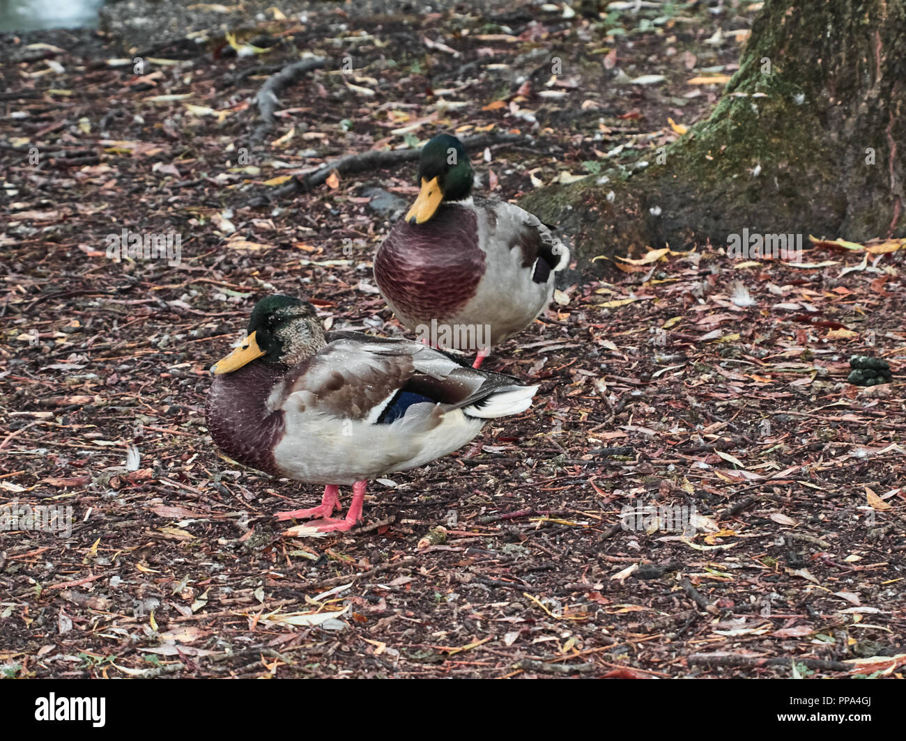 Roath family hi-res stock photography and images - Alamy