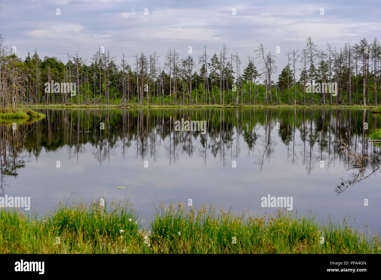 reflections of dead tree trunks in bog water at sunset in swamp area ...