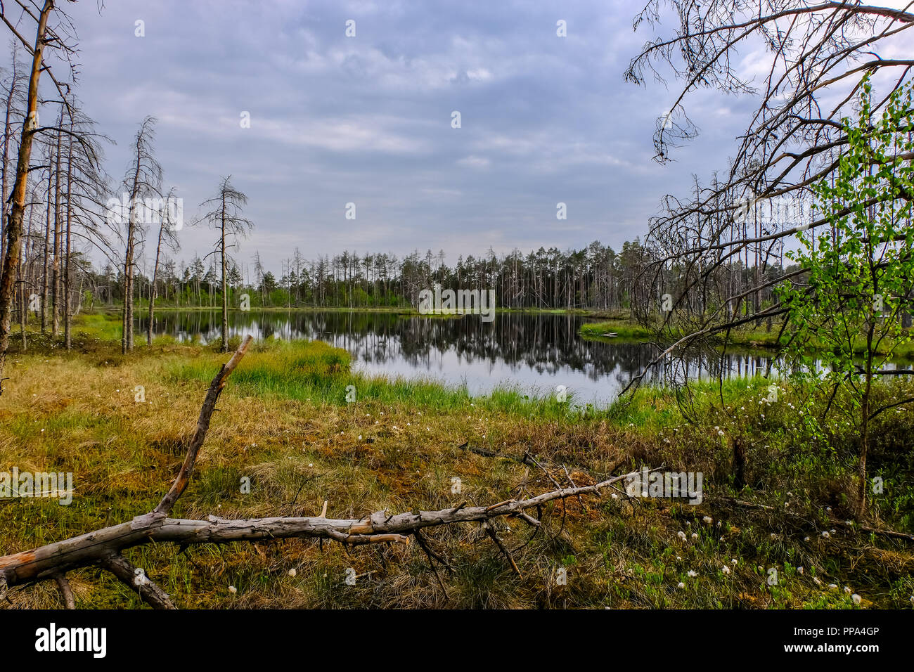 reflections of dead tree trunks in bog water at sunset in swamp area ...