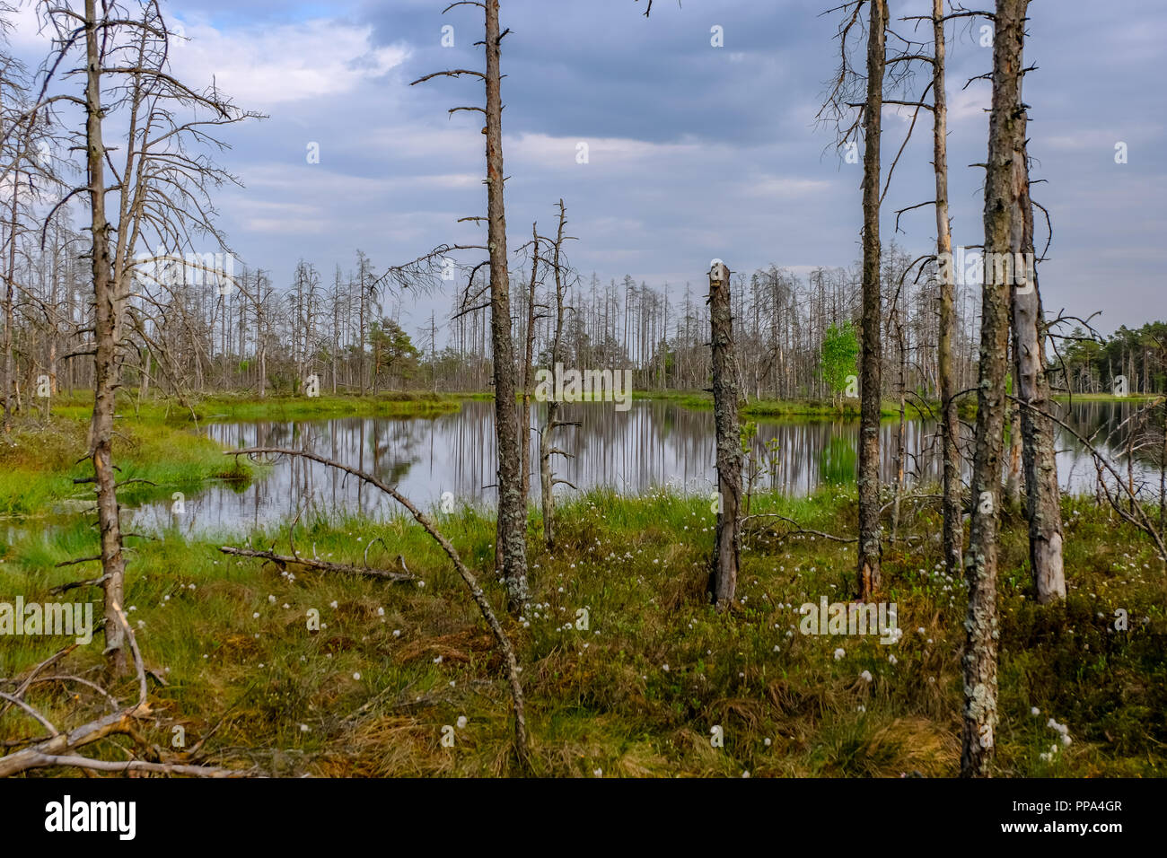 reflections of dead tree trunks in bog water at sunset in swamp area ...