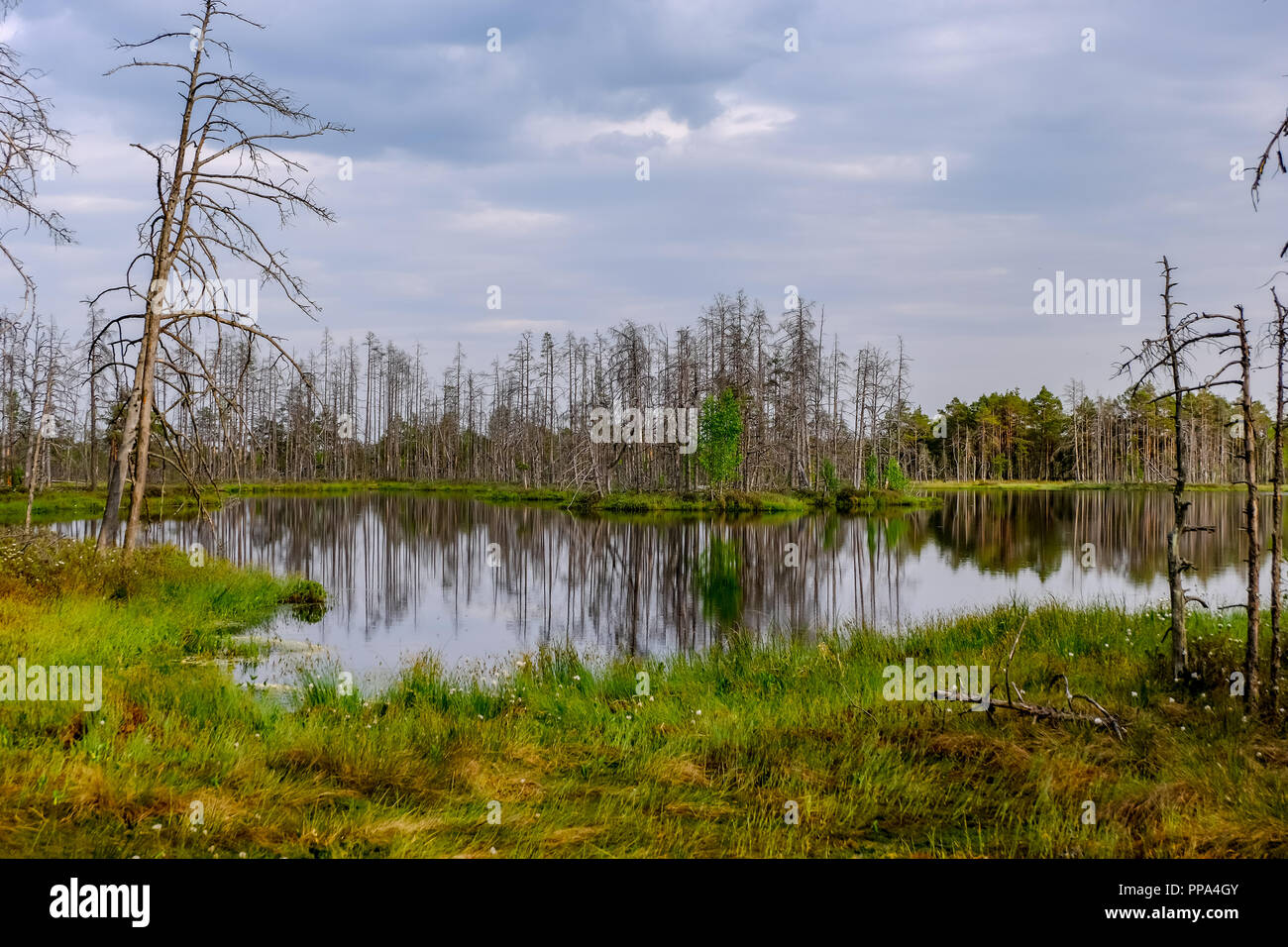 reflections of dead tree trunks in bog water at sunset in swamp area ...