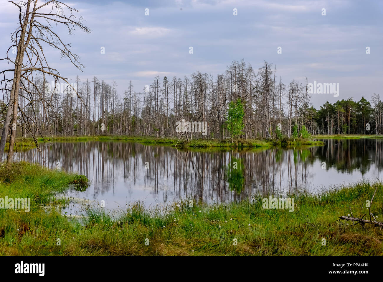 reflections of dead tree trunks in bog water at sunset in swamp area ...