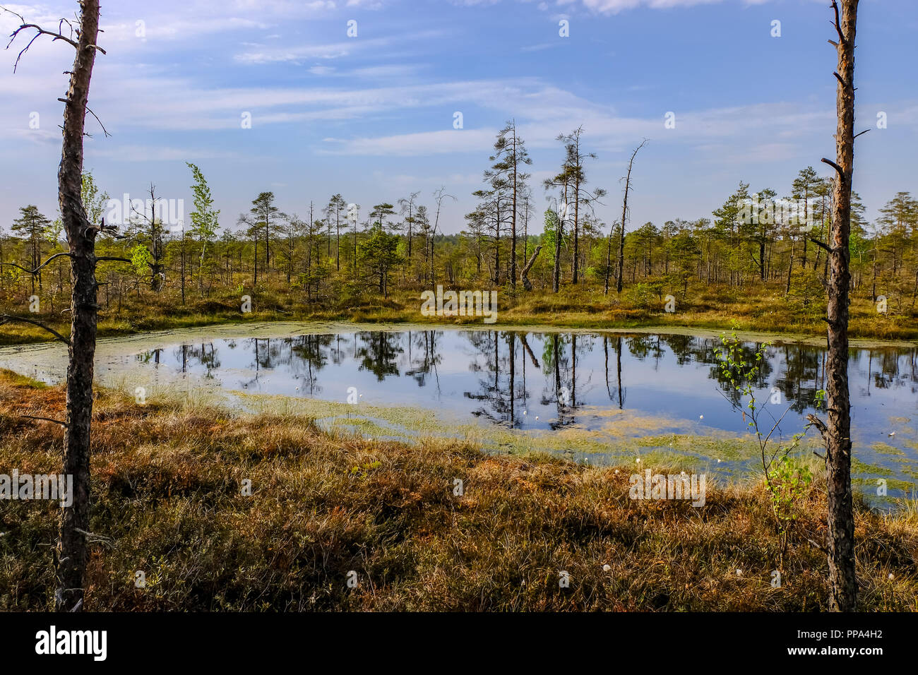 reflections of dead tree trunks in bog water at sunset in swamp area ...