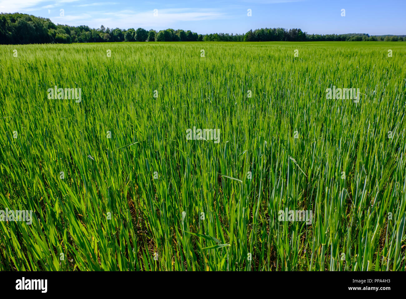 green grass foliage pattern in summer bright sunlight with high ...