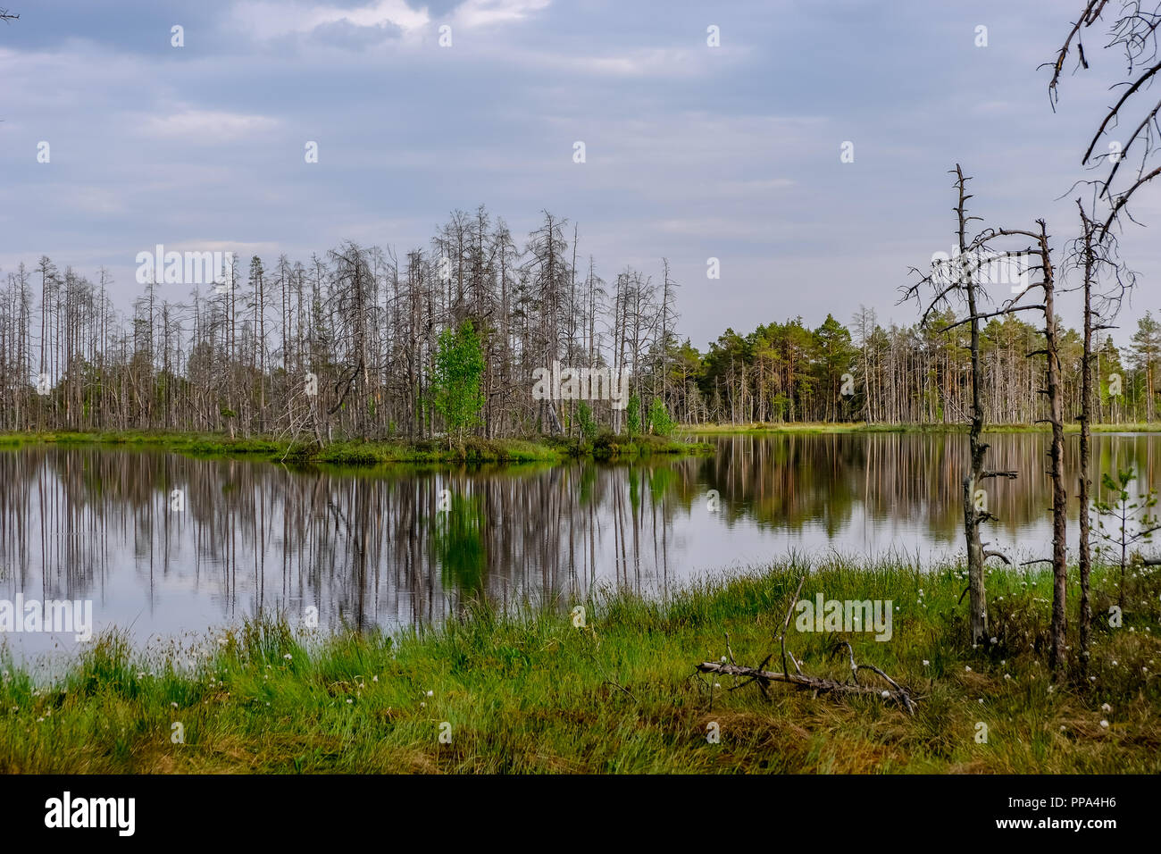 reflections of dead tree trunks in bog water at sunset in swamp area ...