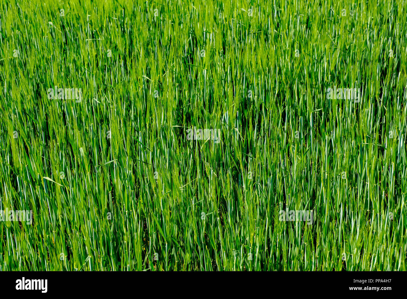 green grass foliage pattern in summer bright sunlight with high ...