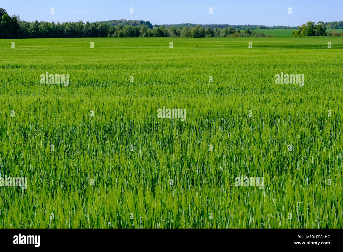 green grass foliage pattern in summer bright sunlight with high ...