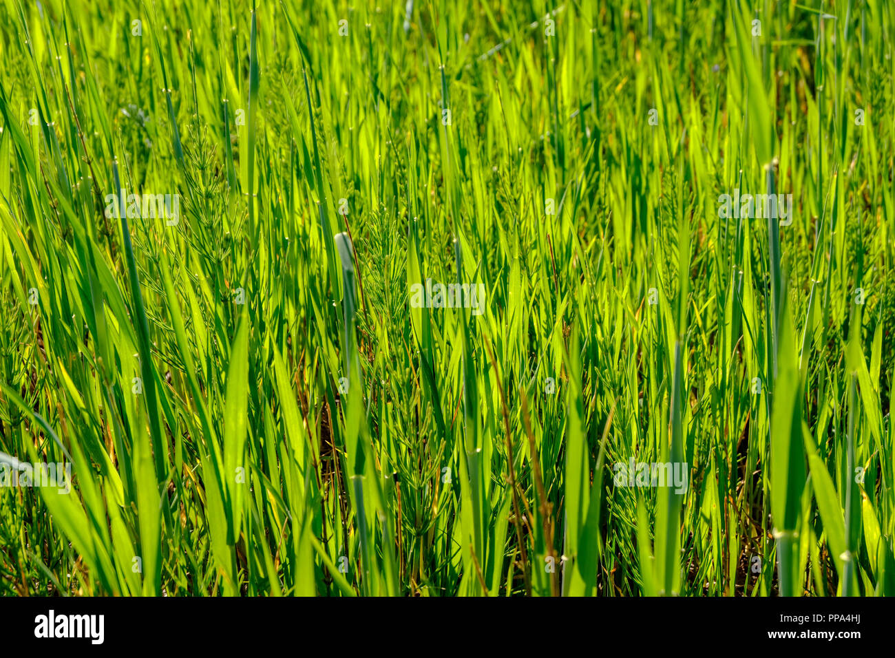 green grass foliage pattern in summer bright sunlight with high ...