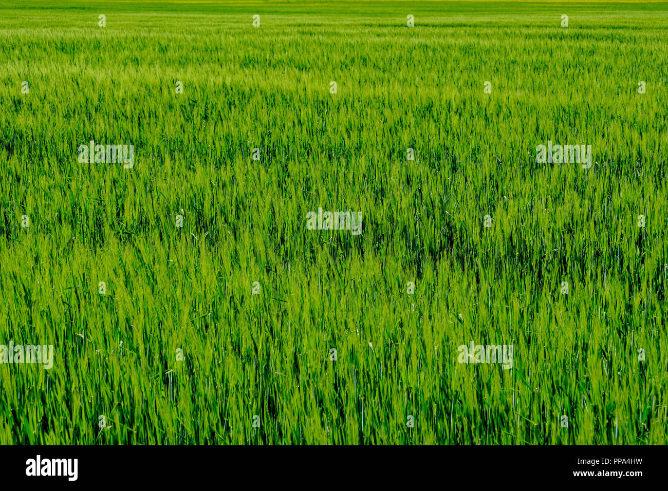 green grass foliage pattern in summer bright sunlight with high ...