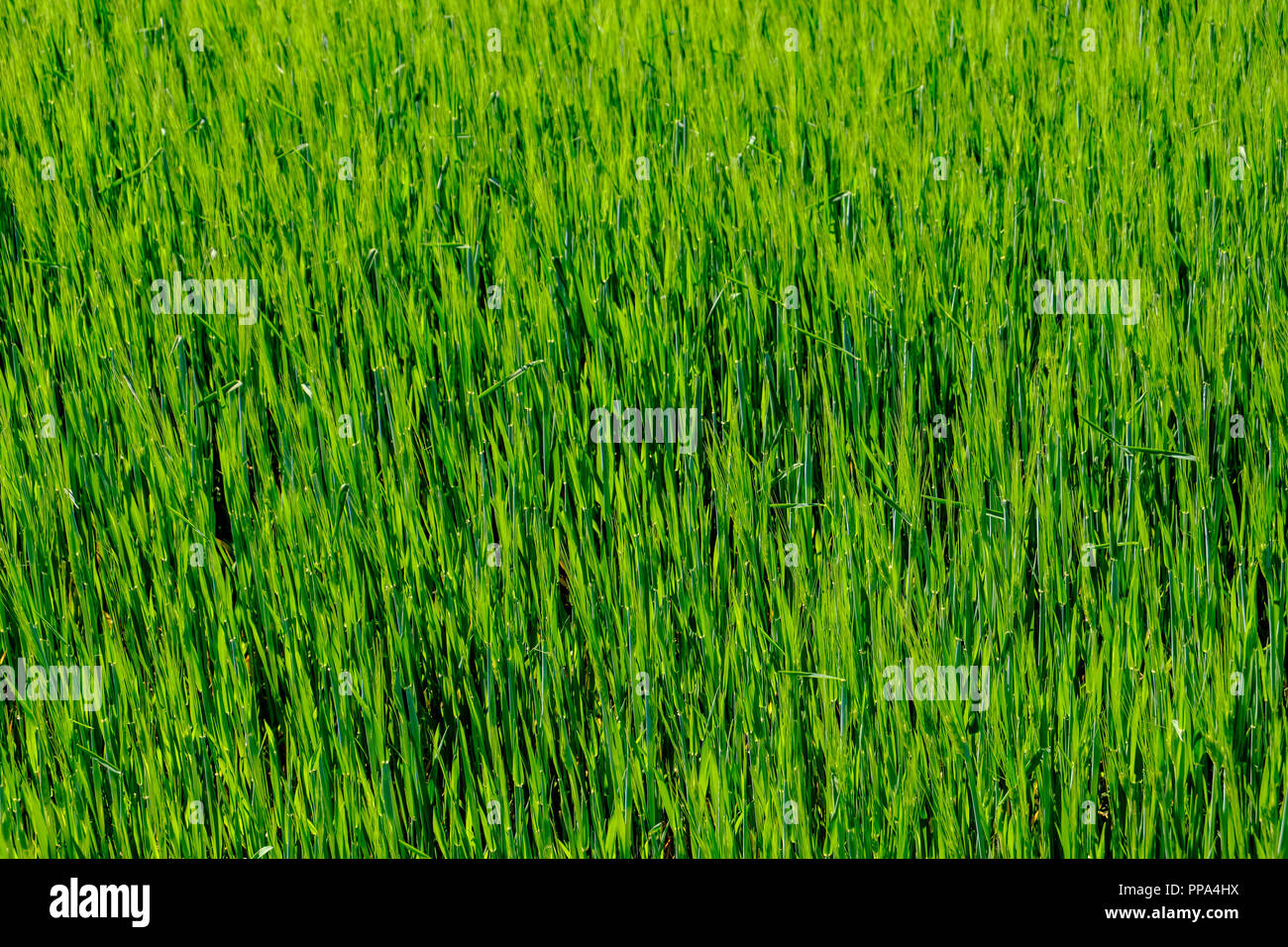 green grass foliage pattern in summer bright sunlight with high ...