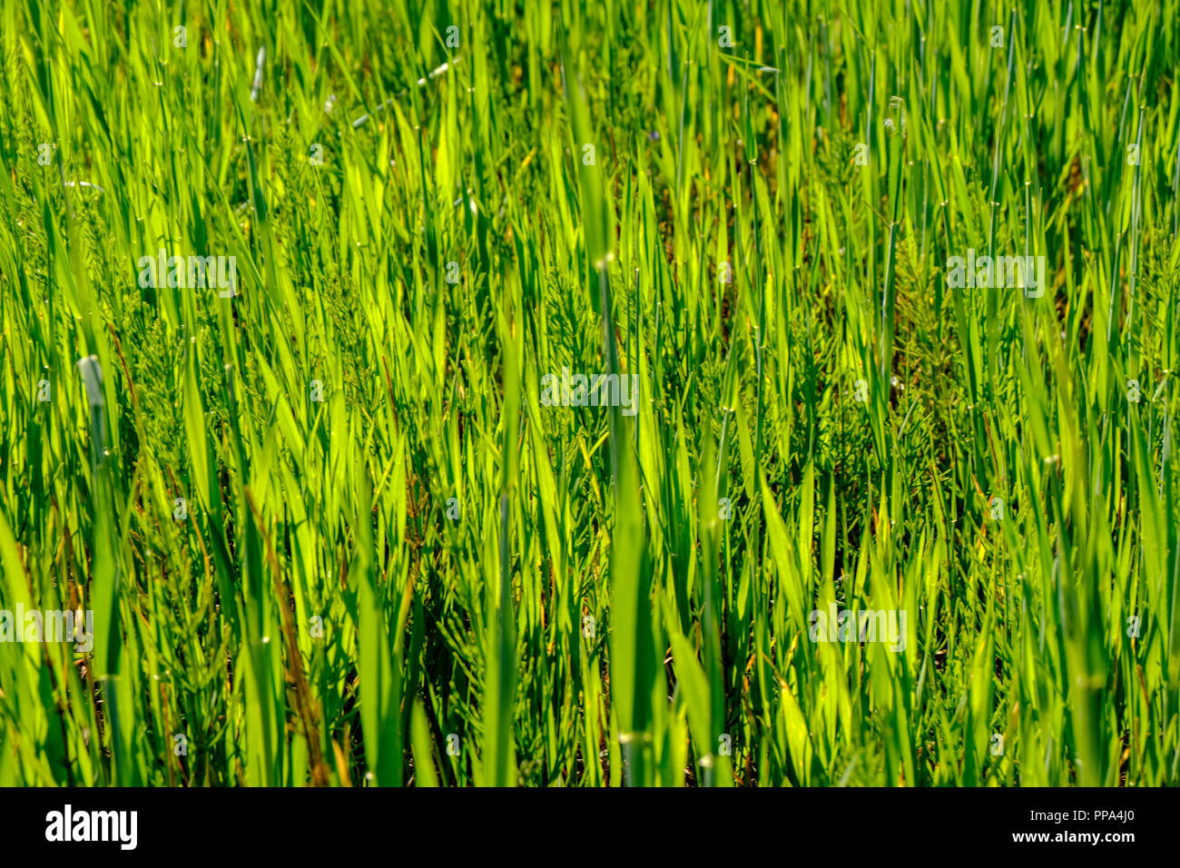 green grass foliage pattern in summer bright sunlight with high ...