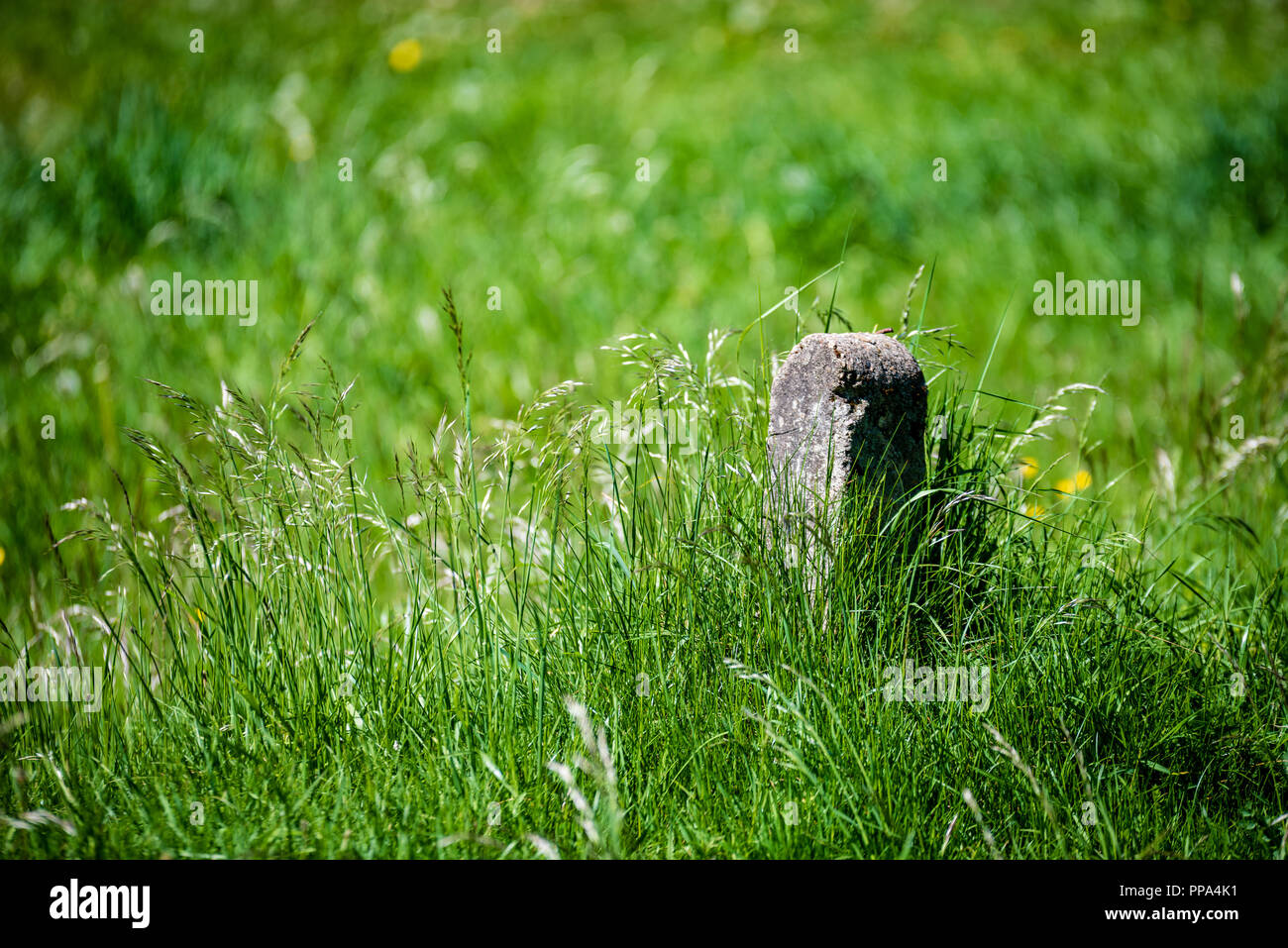 green grass foliage pattern in summer bright sunlight with high ...