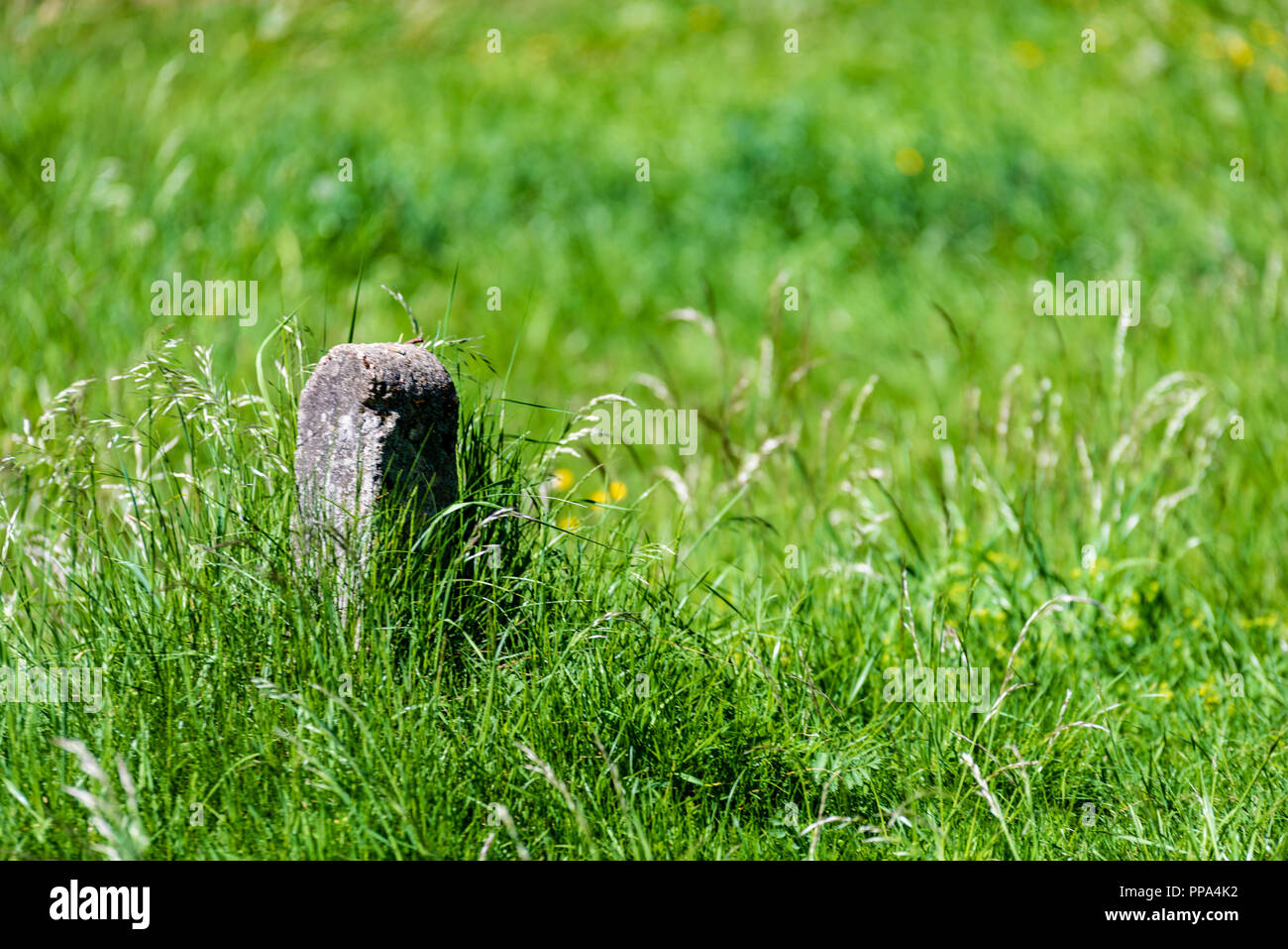 green grass foliage pattern in summer bright sunlight with high ...