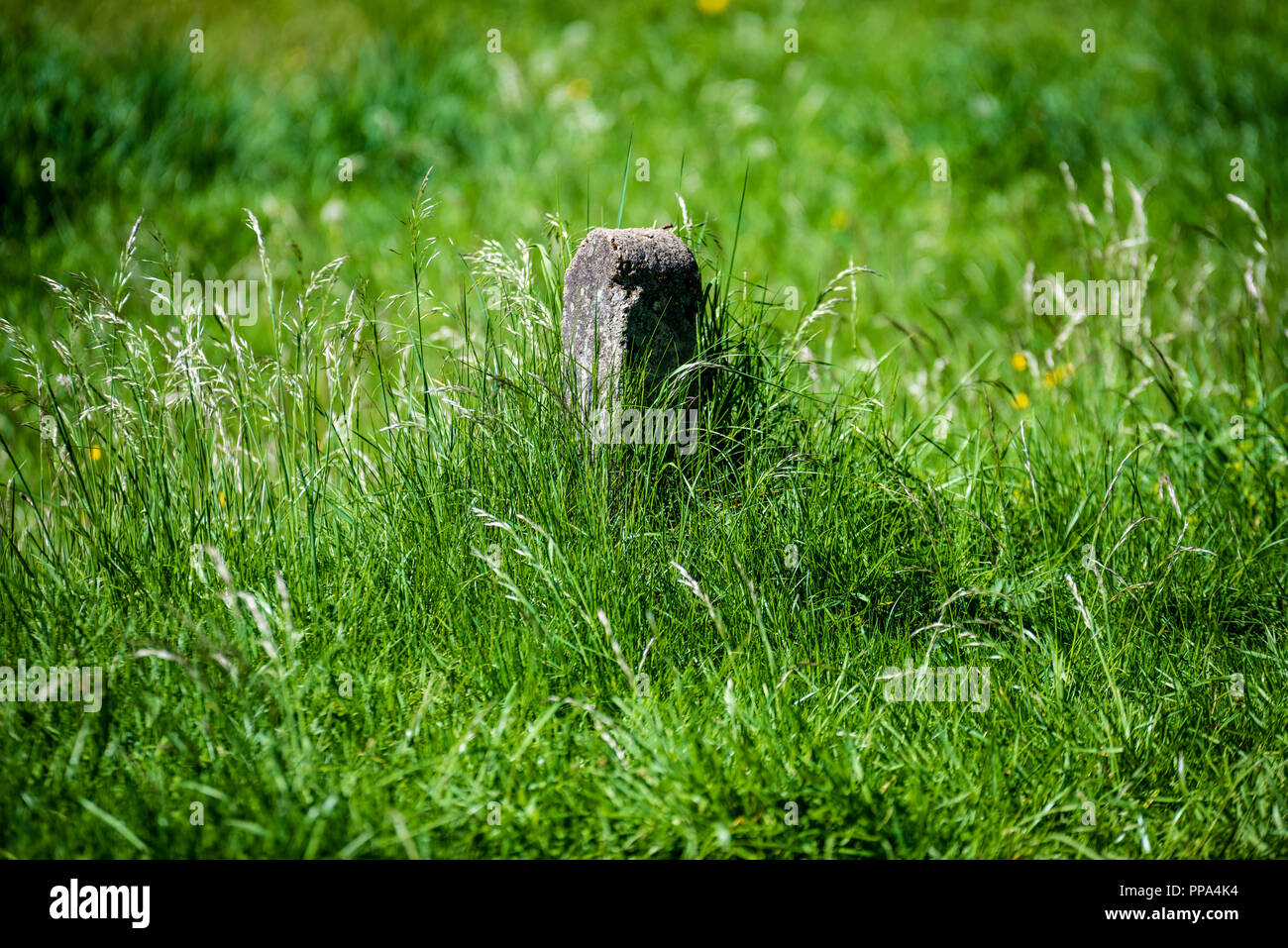 green grass foliage pattern in summer bright sunlight with high ...