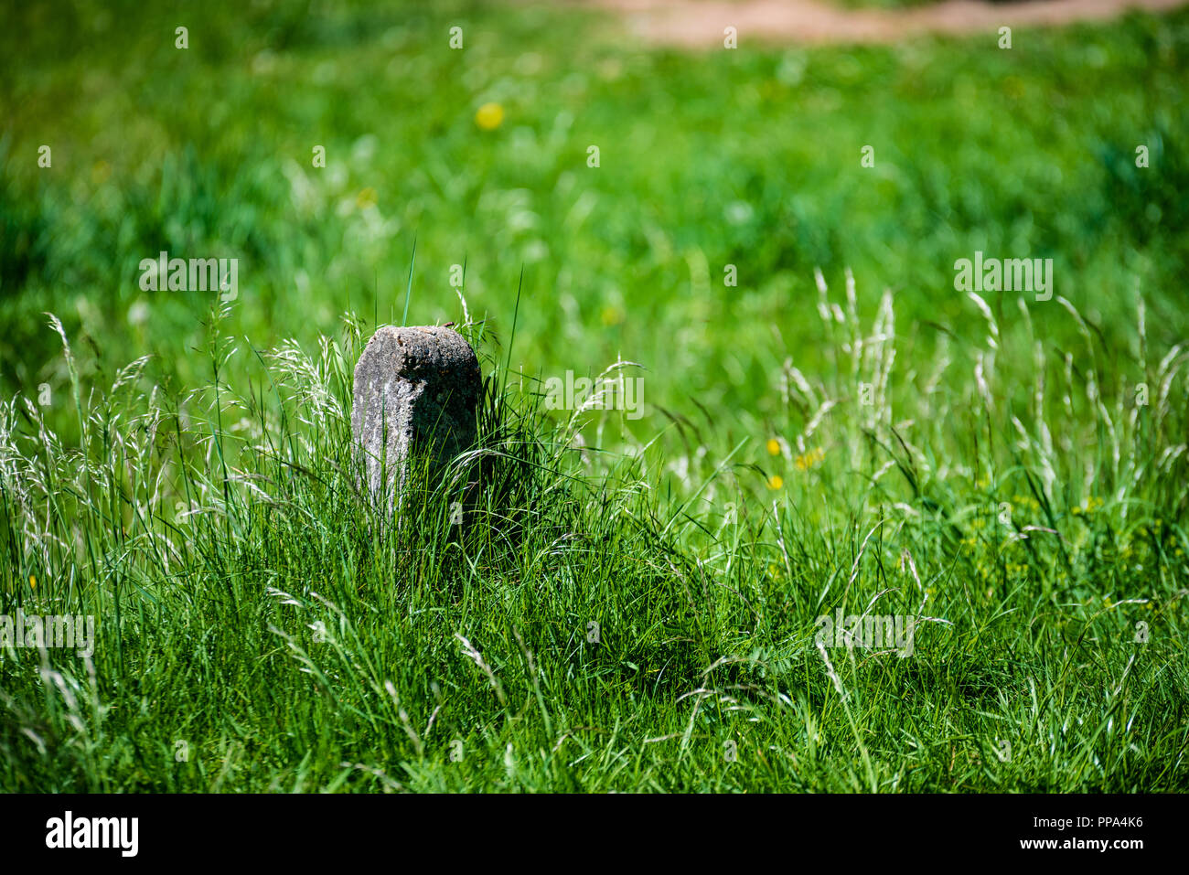 green grass foliage pattern in summer bright sunlight with high ...
