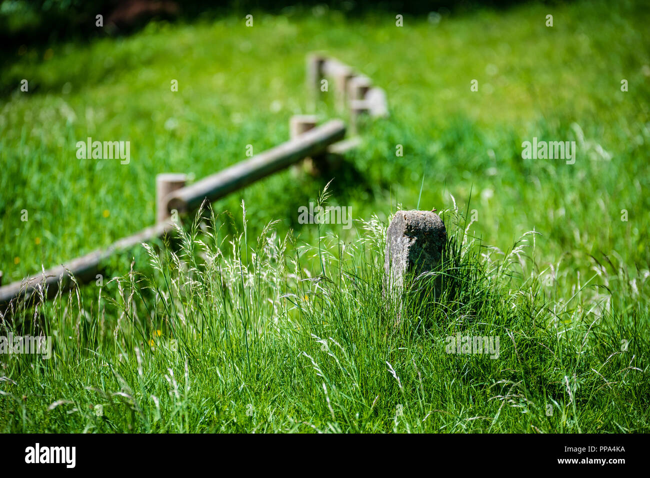 green grass foliage pattern in summer bright sunlight with high ...