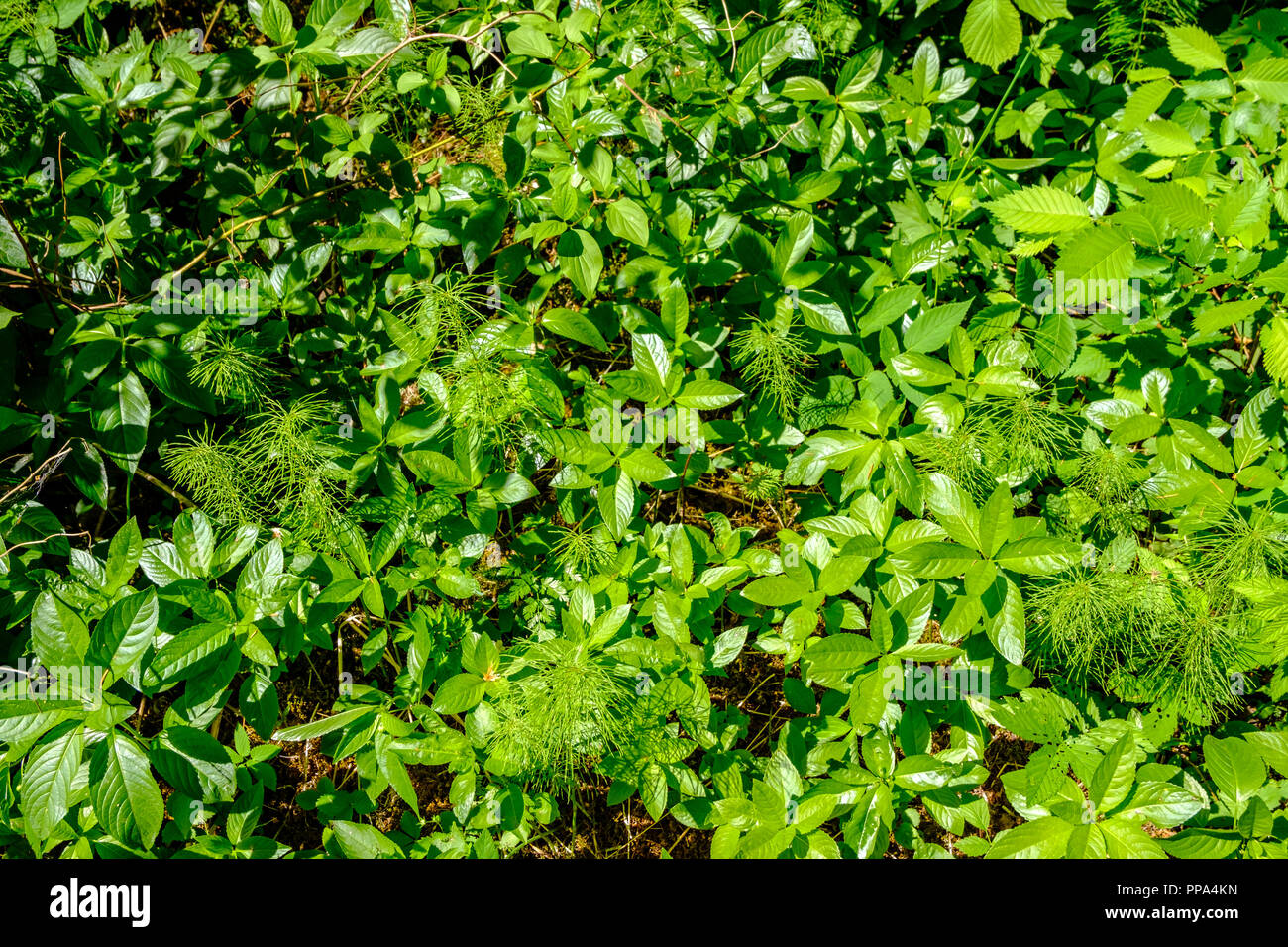 green grass foliage pattern in summer bright sunlight with high ...