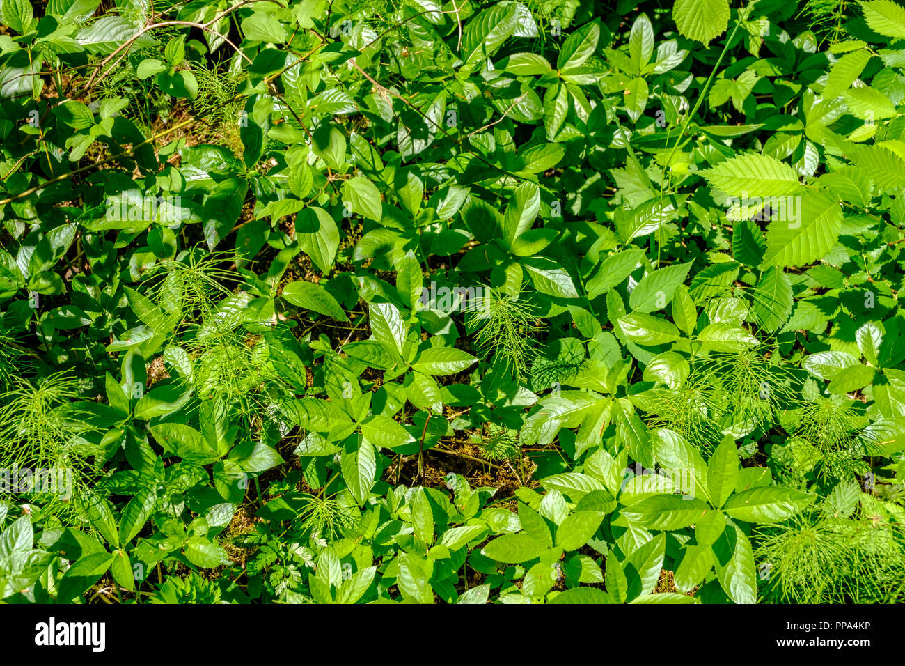 green grass foliage pattern in summer bright sunlight with high ...