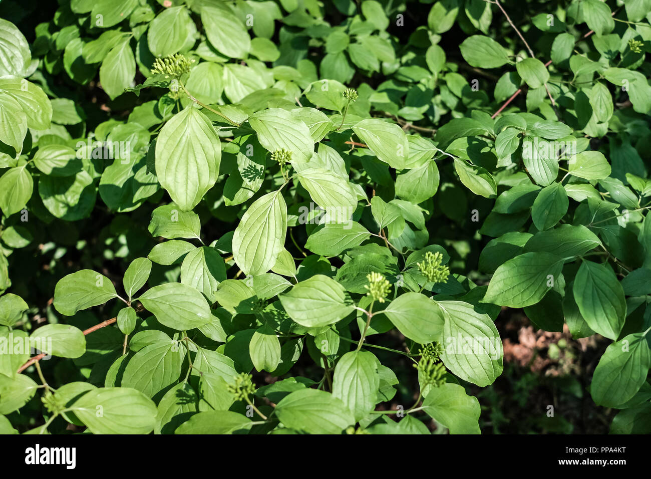 green grass foliage pattern in summer bright sunlight with high ...