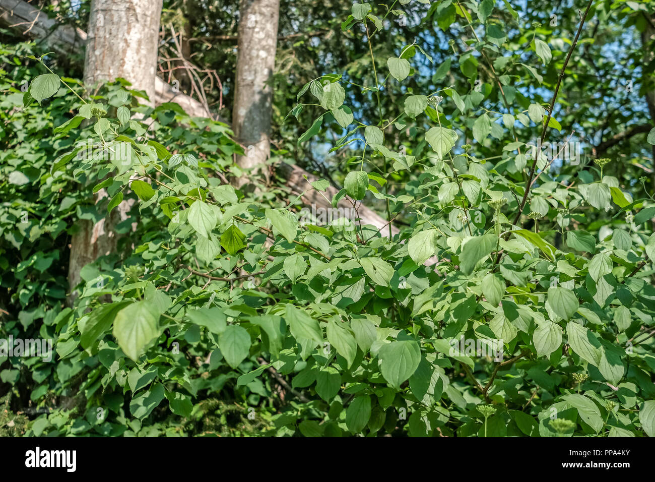 green grass foliage pattern in summer bright sunlight with high ...