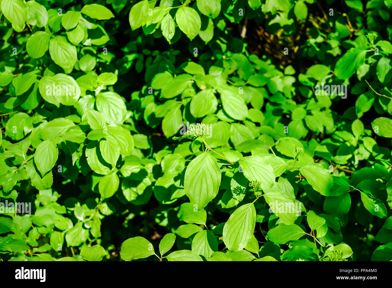 green grass foliage pattern in summer bright sunlight with high ...