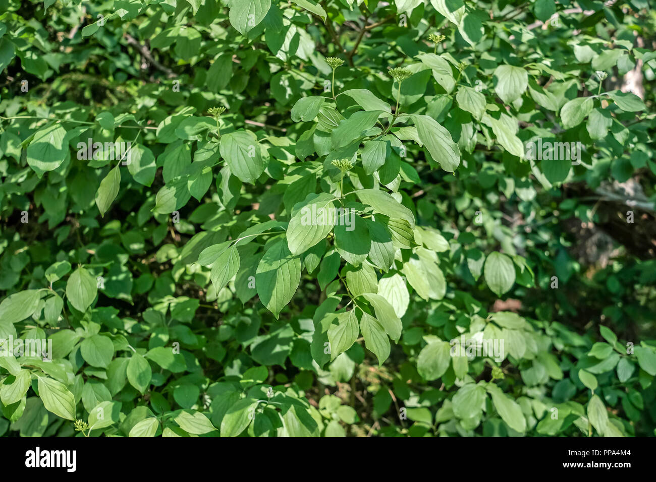 green grass foliage pattern in summer bright sunlight with high ...