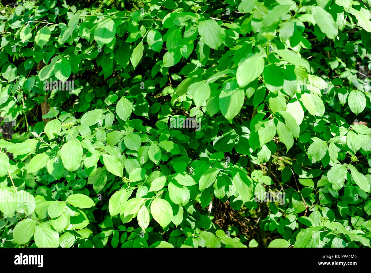 green grass foliage pattern in summer bright sunlight with high ...
