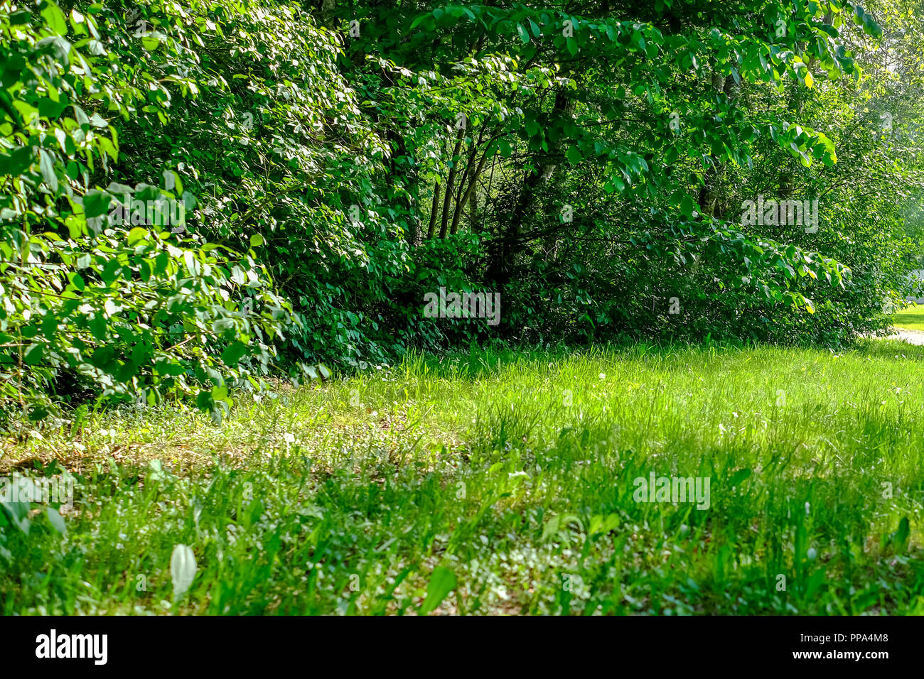 green grass foliage pattern in summer bright sunlight with high ...