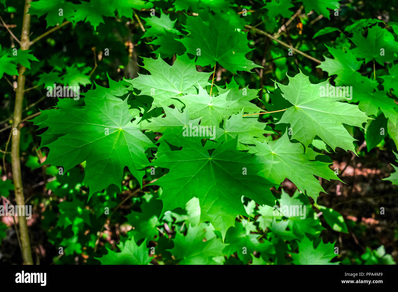 green grass foliage pattern in summer bright sunlight with high ...