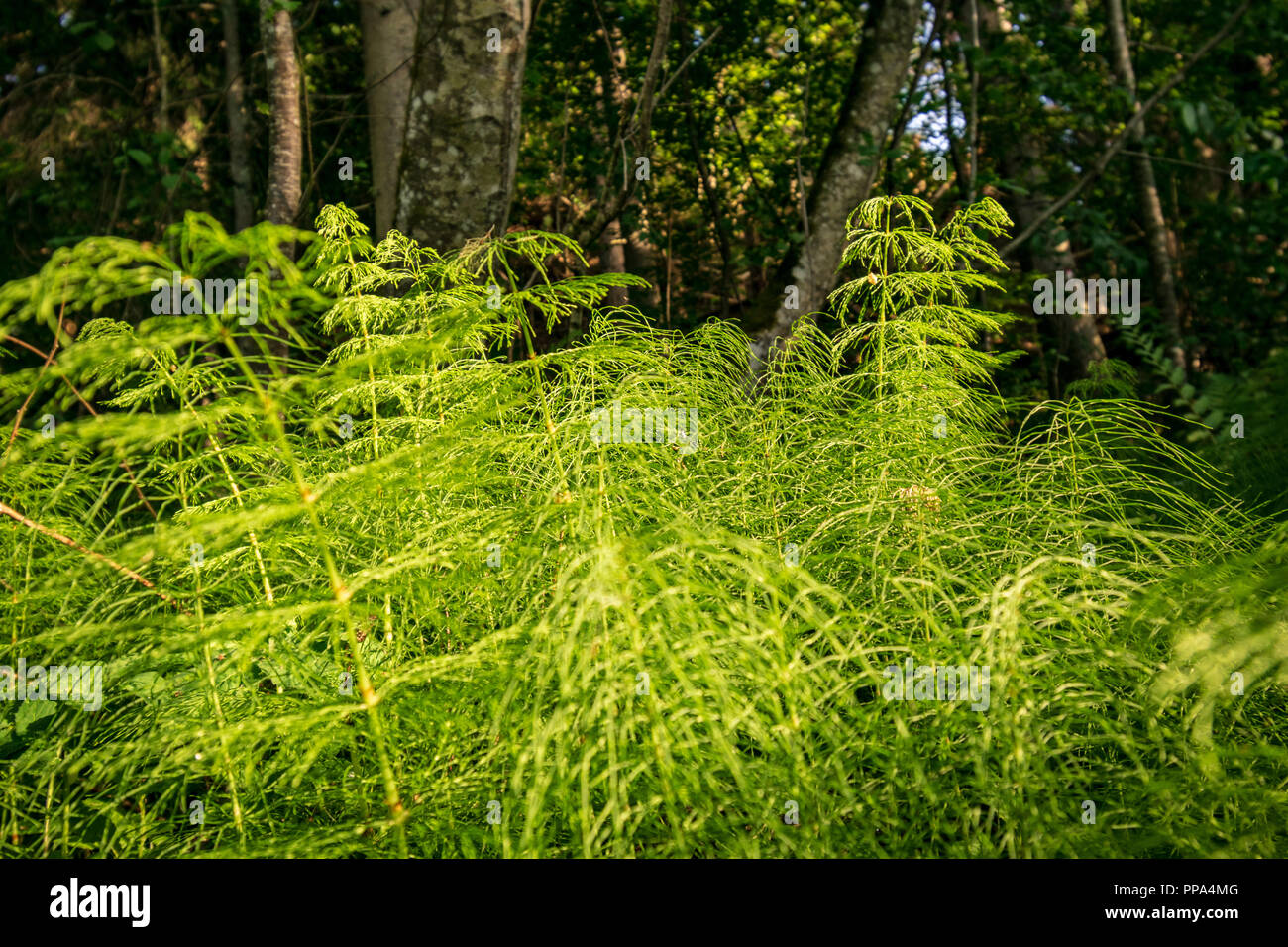 green grass foliage pattern in summer bright sunlight with high ...