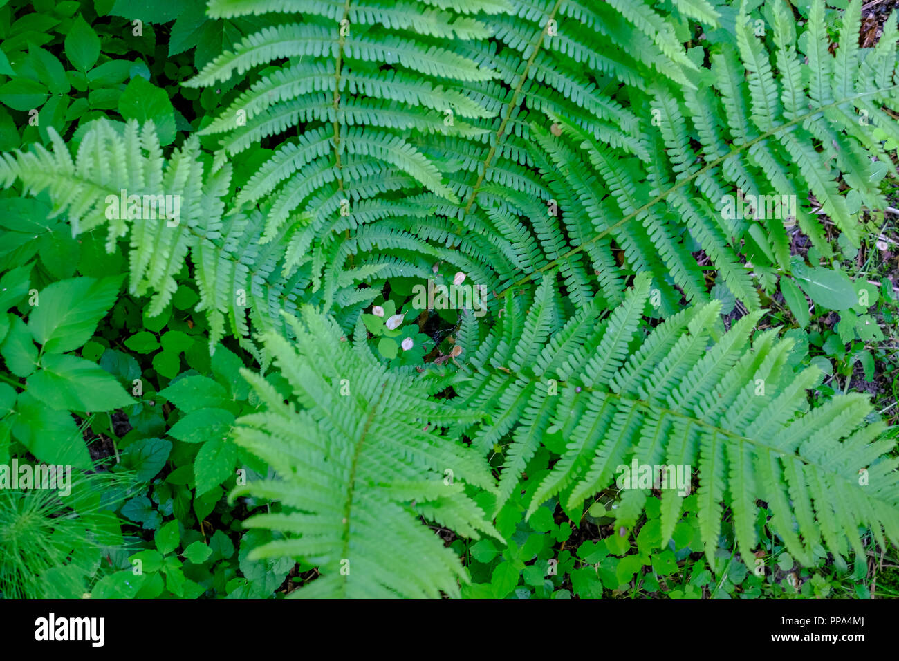 green grass foliage pattern in summer bright sunlight with high ...