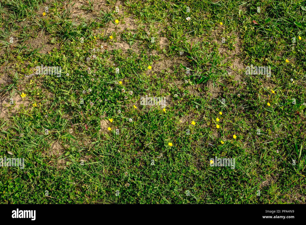 green grass foliage pattern in summer bright sunlight with high ...