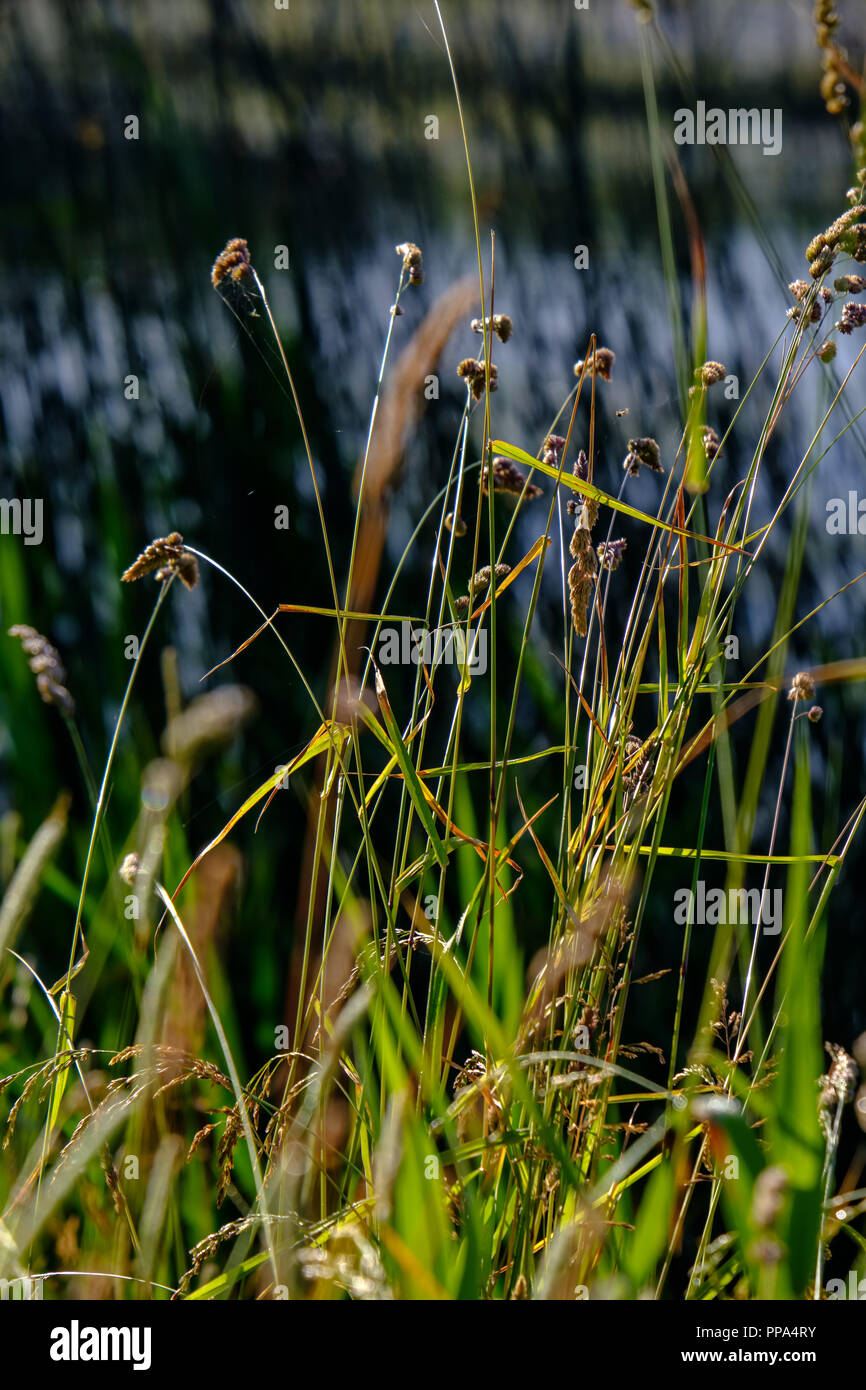 water grass and bents in summer on a blur background on the lake shore ...