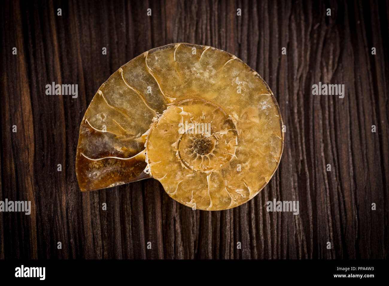 Ammonite fossil extinct marine animal hi-res stock photography and ...