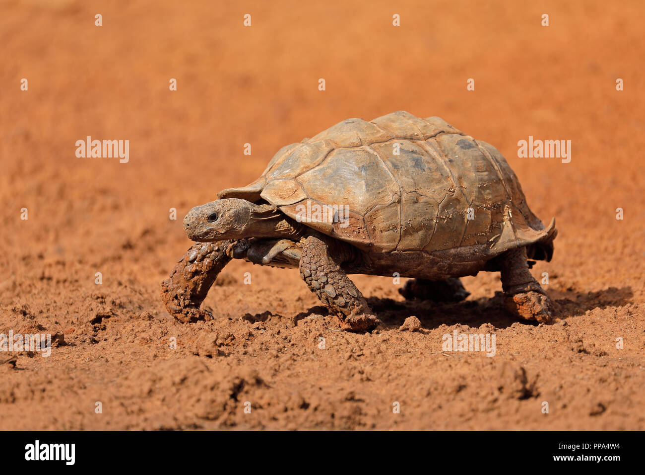 Leopard tortoise (Stigmochelys pardalis) walking, South Africa Stock ...
