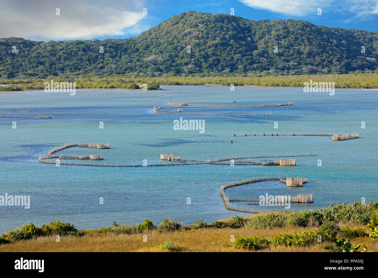 Traditional Tsonga fish traps built in the Kosi Bay estuary, Tongaland ...