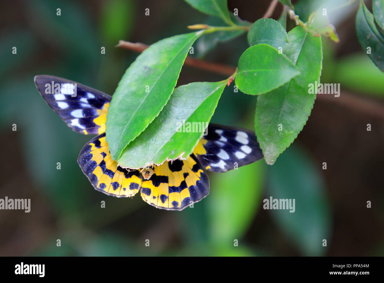 A Butterfly Under A Leaf Stock Photo - Alamy