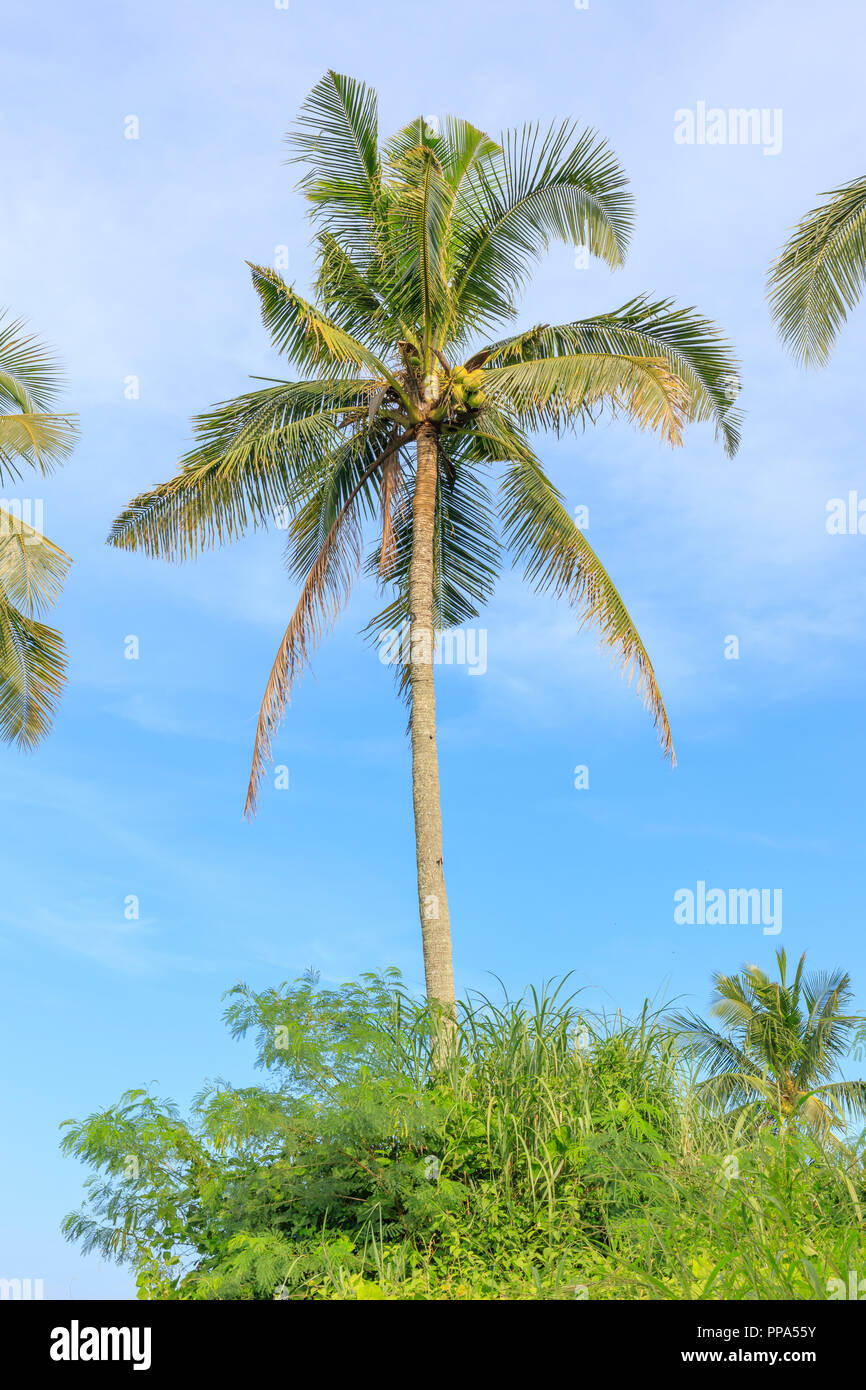 Coconut Tree In Leyte, Philippines Stock Photo - Alamy