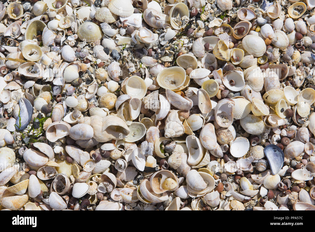 Coquille de coquillage hi-res stock photography and images - Alamy