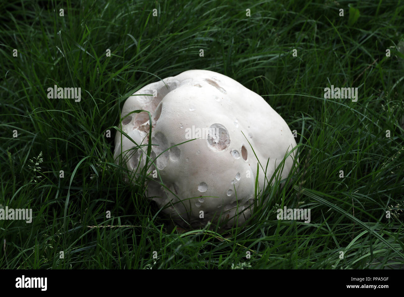 American folk medicine hi-res stock photography and images - Alamy