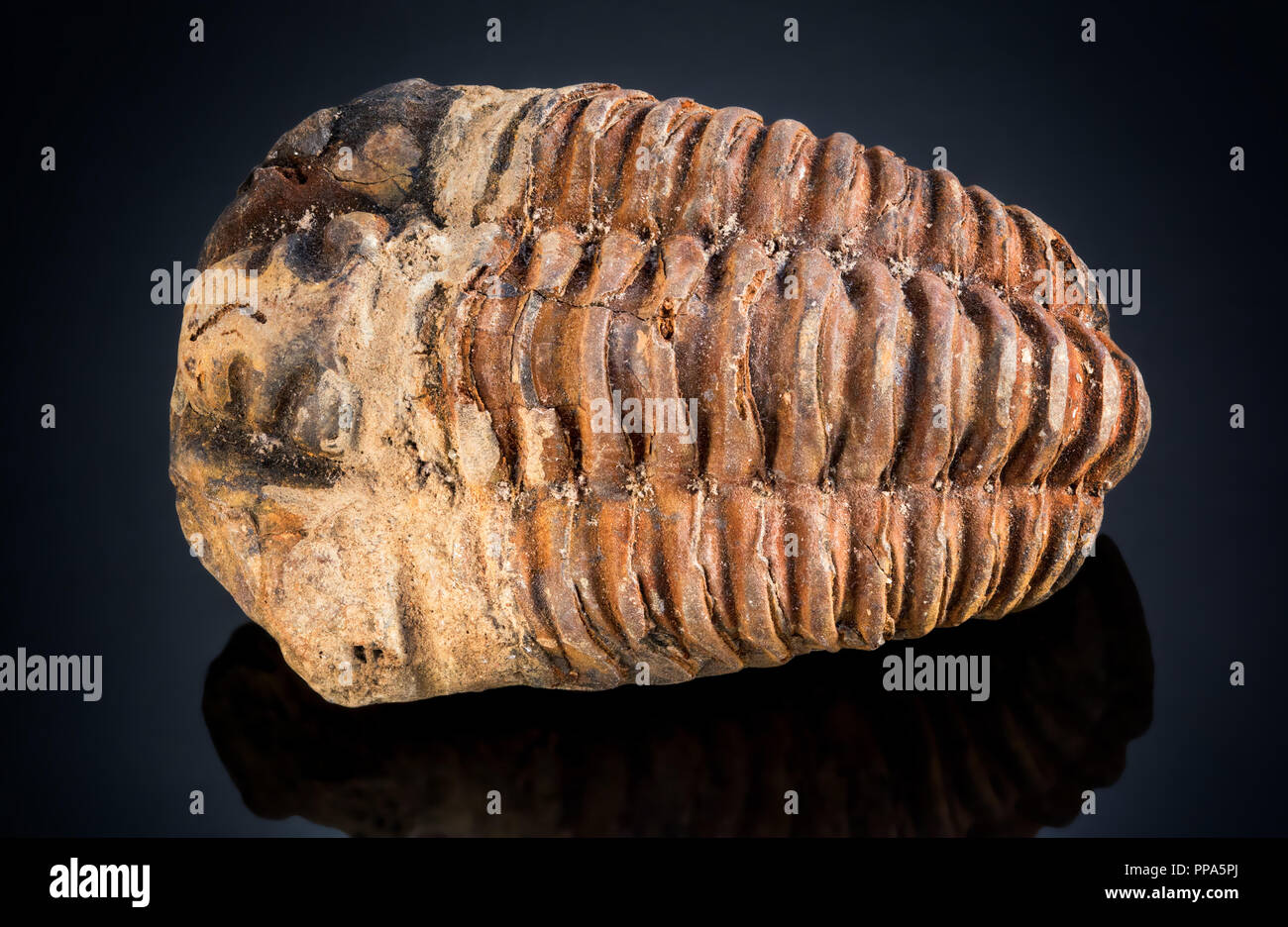 Trilobita hi-res stock photography and images - Alamy