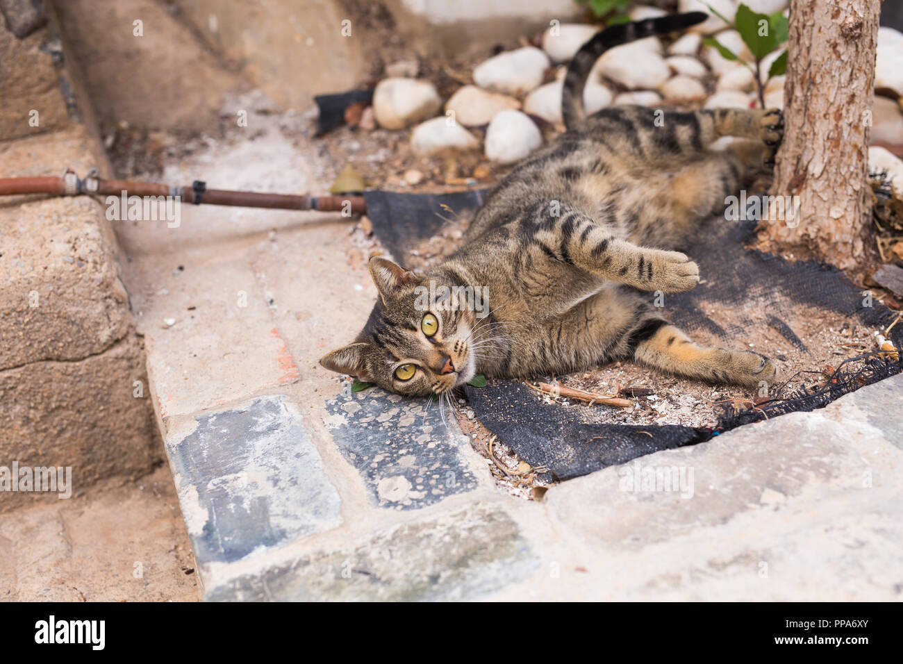 Concept of homeless animals - Cute cat outdoors Stock Photo - Alamy
