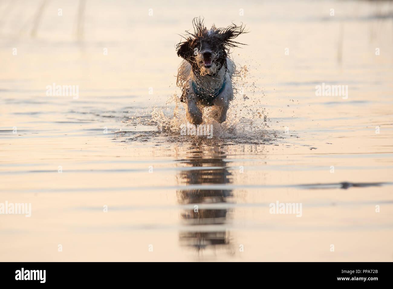 A little black and white furry dog running around in shallow waters ...