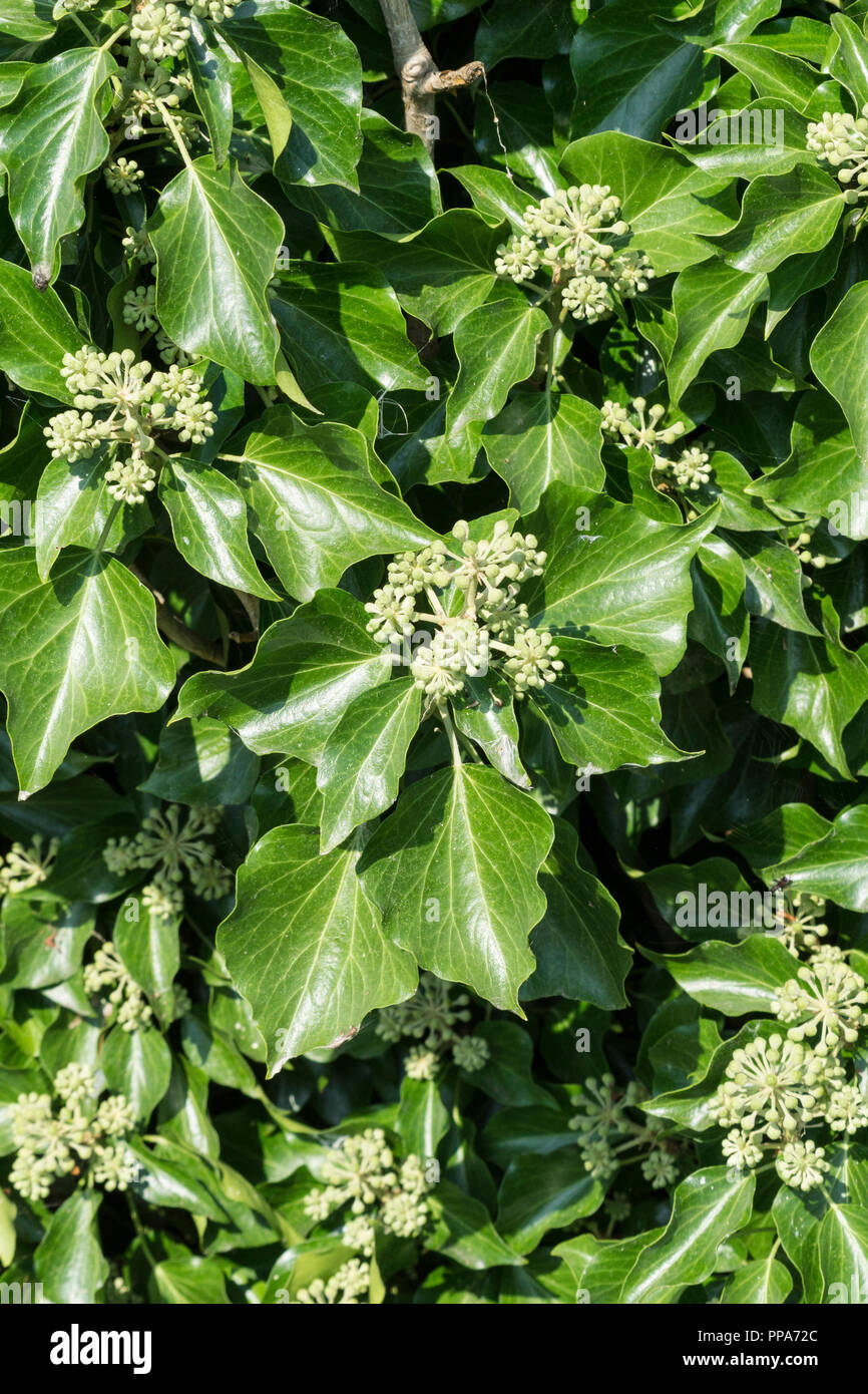 Ivy in flower Stock Photo - Alamy