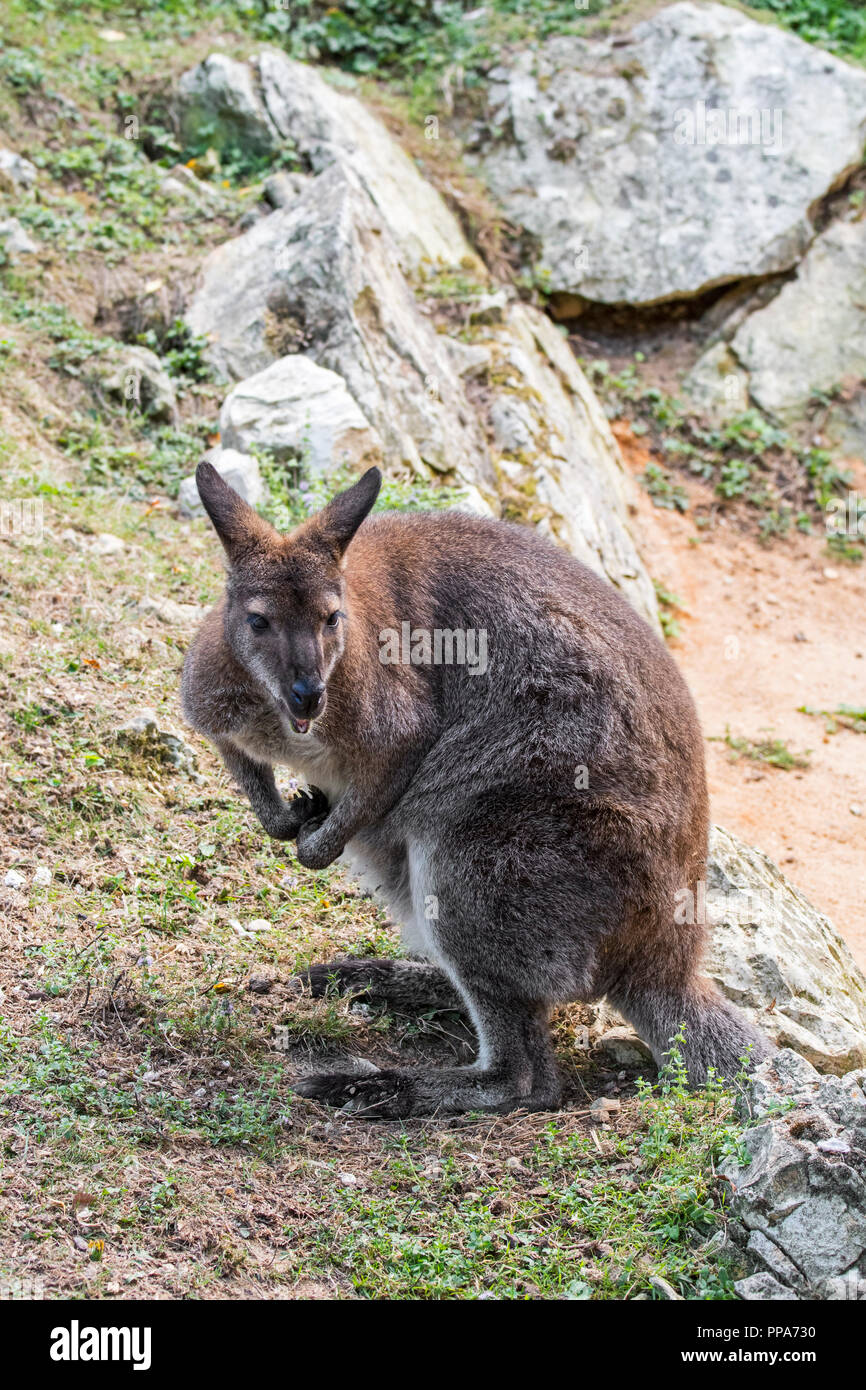 Macropus rufogriseus tasmania hi-res stock photography and images - Alamy