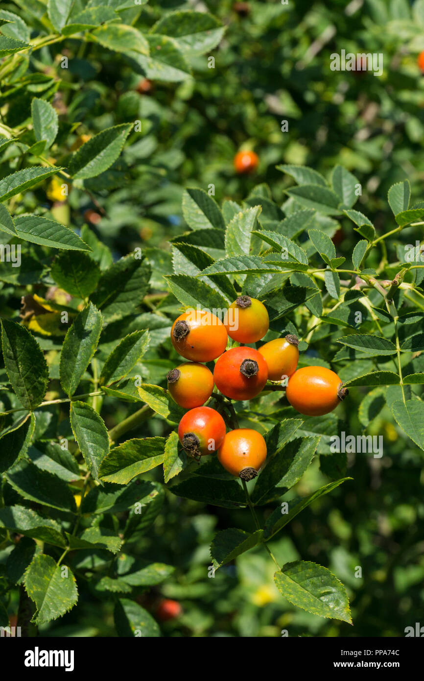 Rose hip berries ripening for winter feed Stock Photo - Alamy