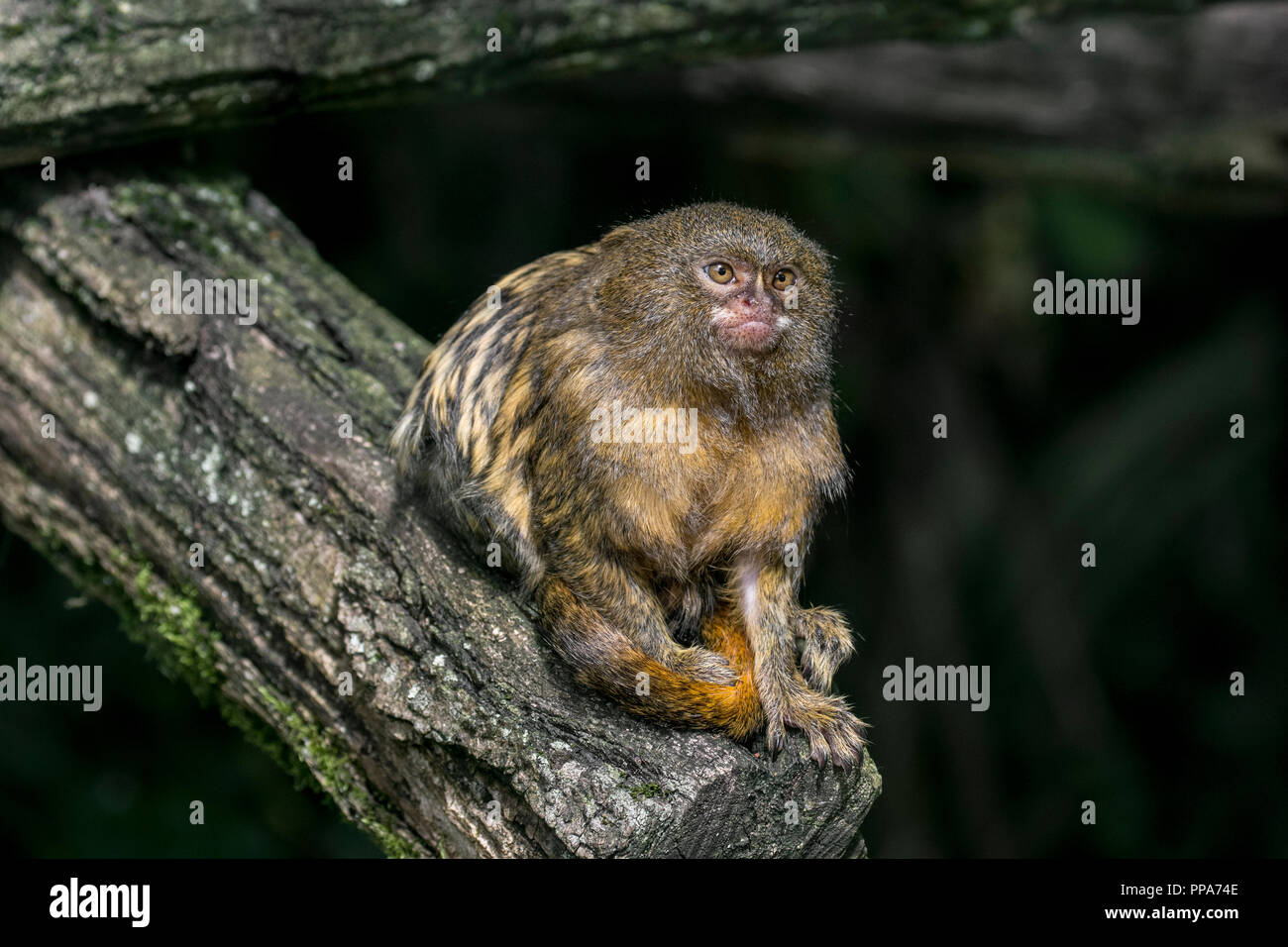 Cebuella pygmaea marmoset hi-res stock photography and images - Alamy