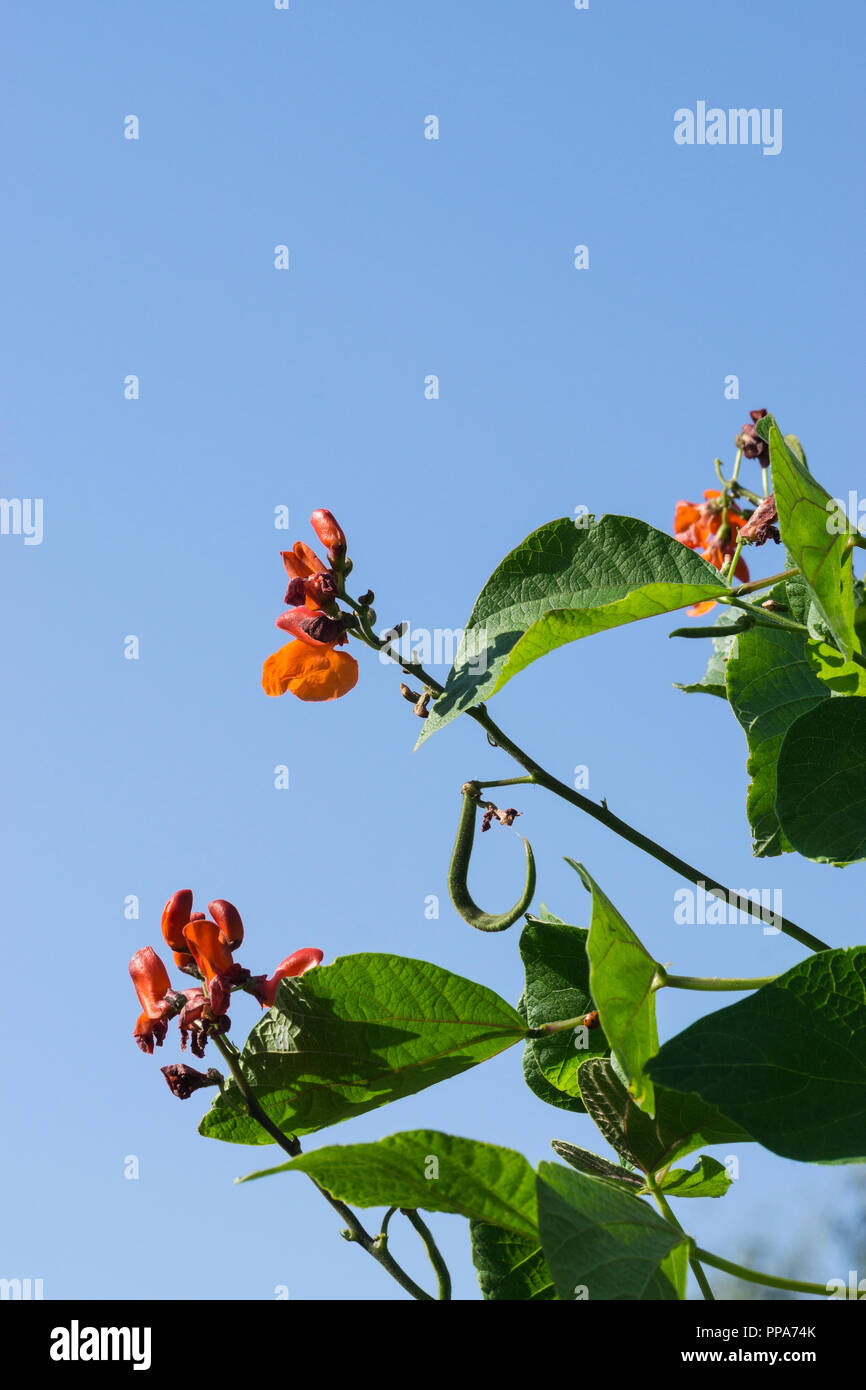Blue sky with runner hi-res stock photography and images - Alamy