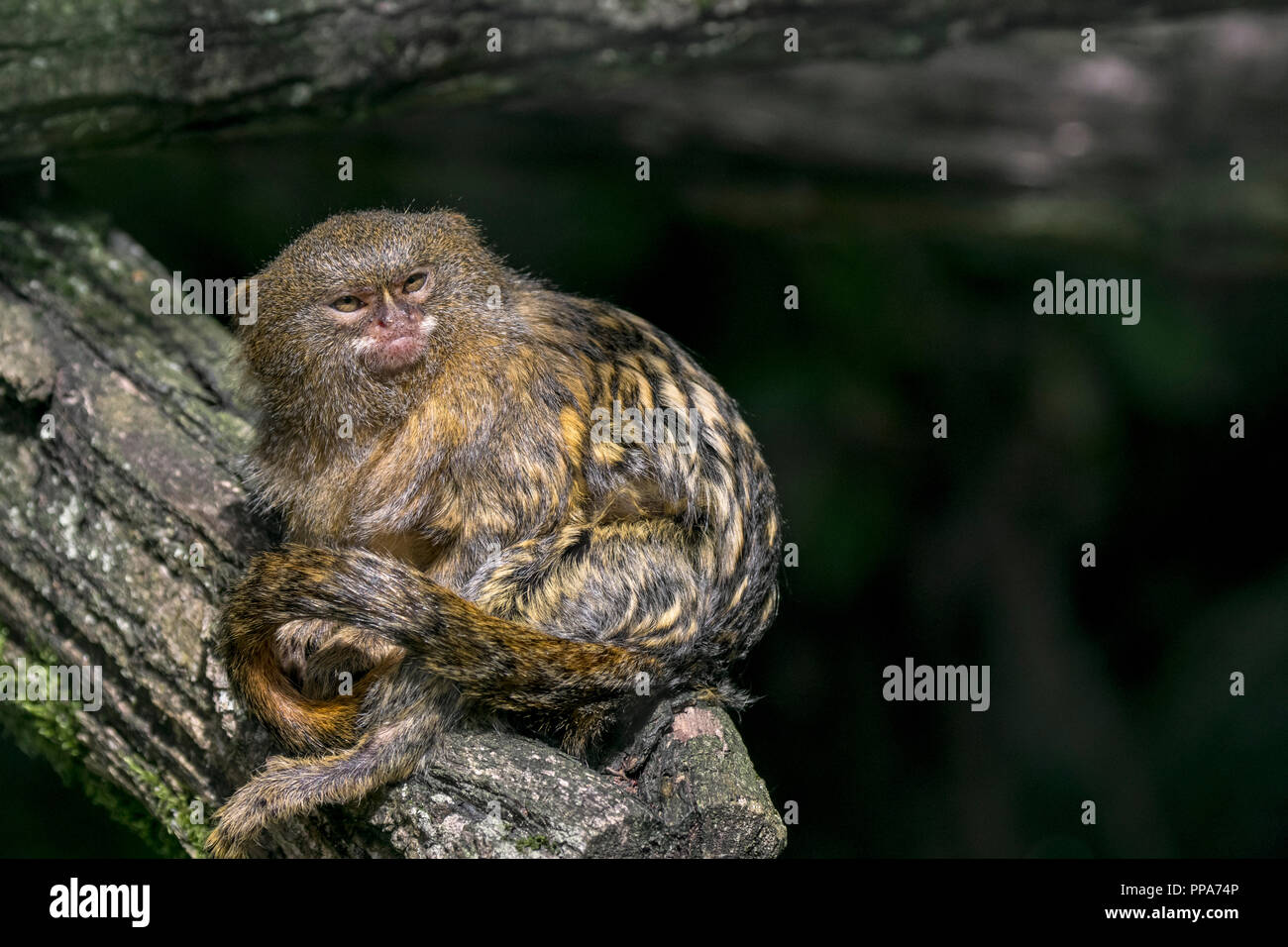 Amazon rainforest monkey hi-res stock photography and images - Alamy